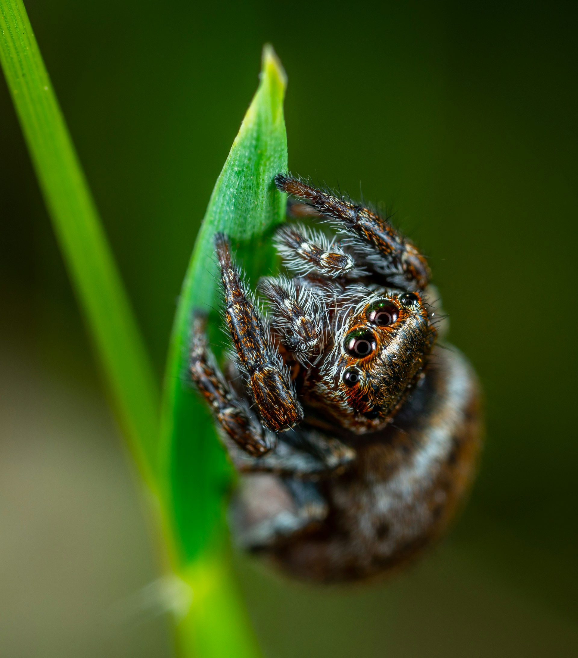The Incredible Eyes of Jumping Spiders – EYE DIARY